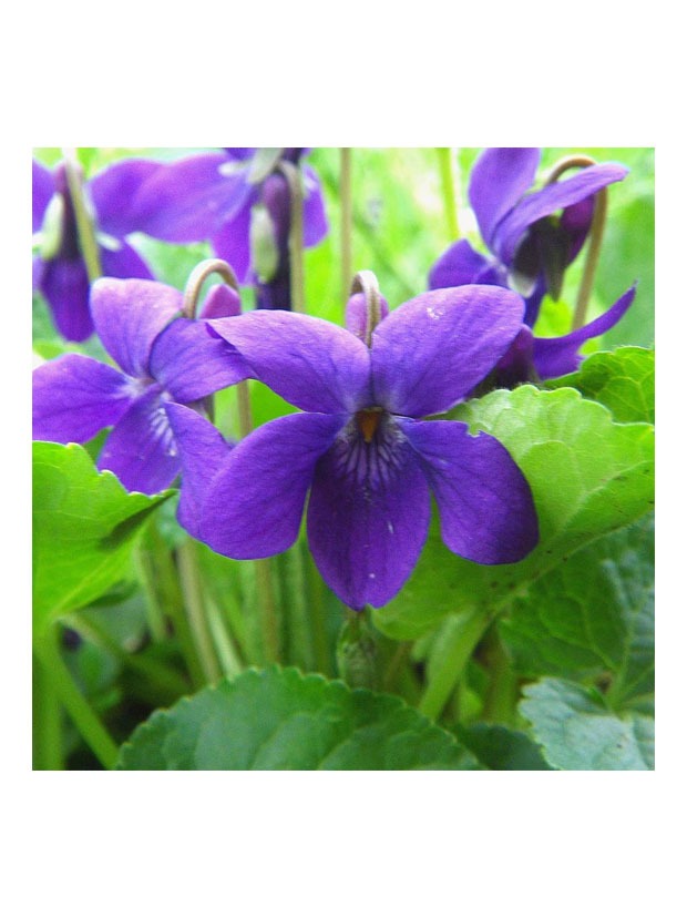 Viola: Recensione Botanica - ilGin.it